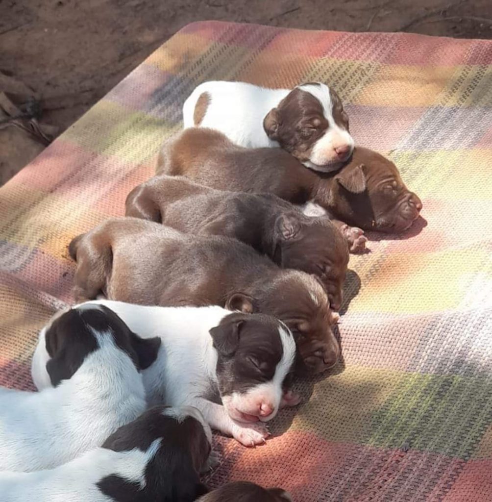 Pointer machos y hembras – Perros Paraguay