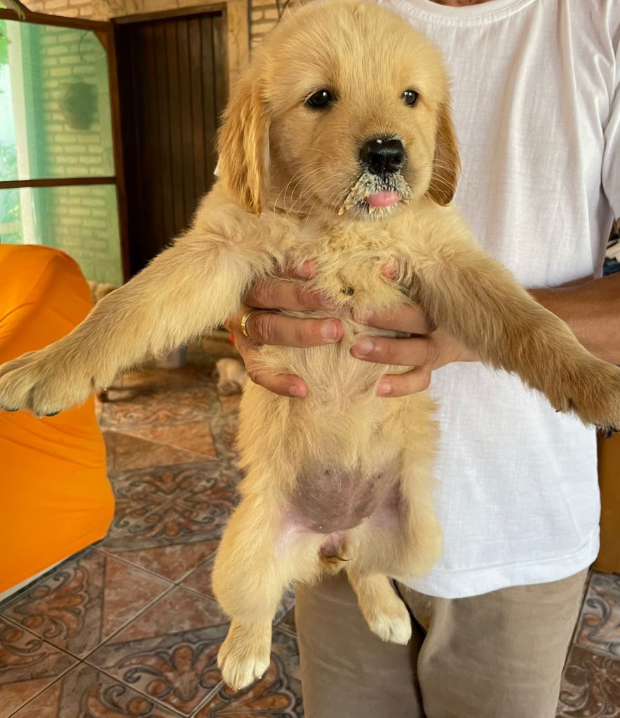 Golden retriever machos y hembras – Perros Paraguay