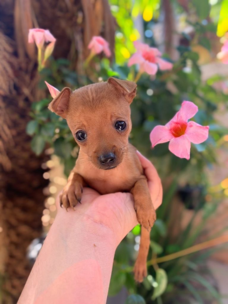 Pincher 0 marrón macho y hembra – Perros Paraguay